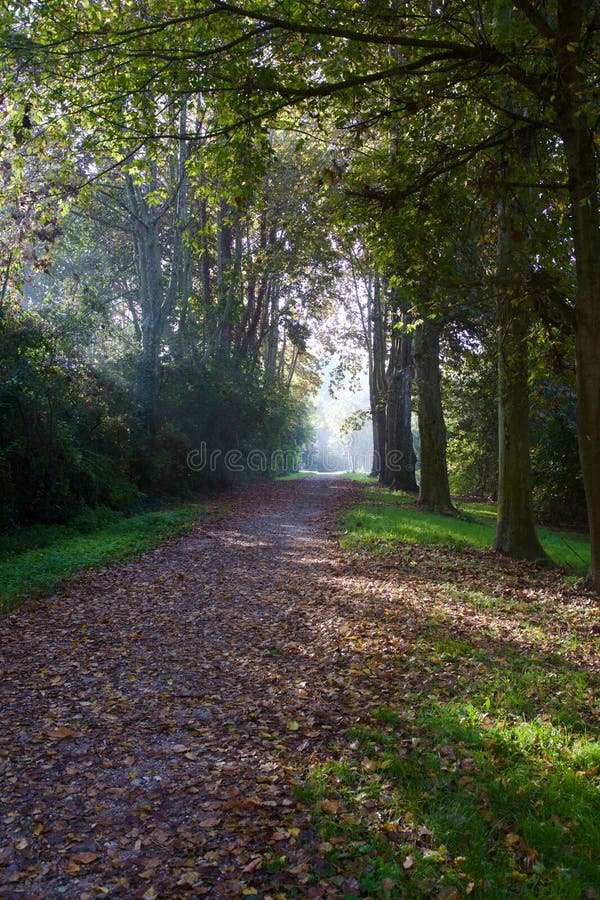 Path in the Middle of a Park at Daytime Stock Photo - Image of natural ...