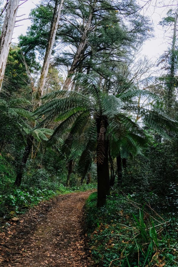 Path in the Middle of a Tall Forest Stock Image - Image of path, lush ...