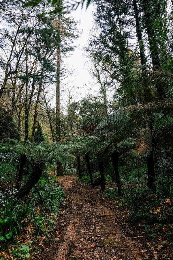 Path in the Middle of a Tall Forest Stock Image - Image of forest, lush ...