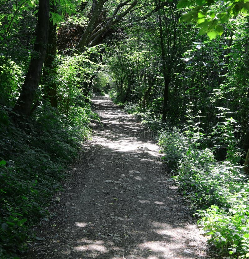 Path in the Middle of the Trees in the Woods without People Stock Image ...