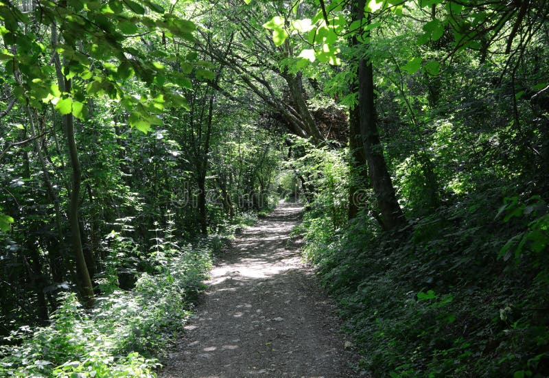 Path in the Middle of the Trees in the Woods without People in S Stock ...