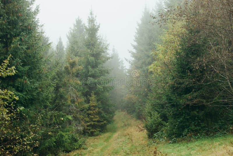 Path in misty forest stock photo. Image of mist, branch - 84124024