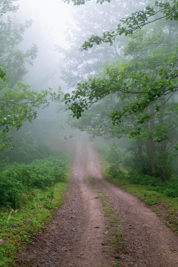 Path in a Dark Dark Forest. Beautiful Natural Landscape Stock Photo ...
