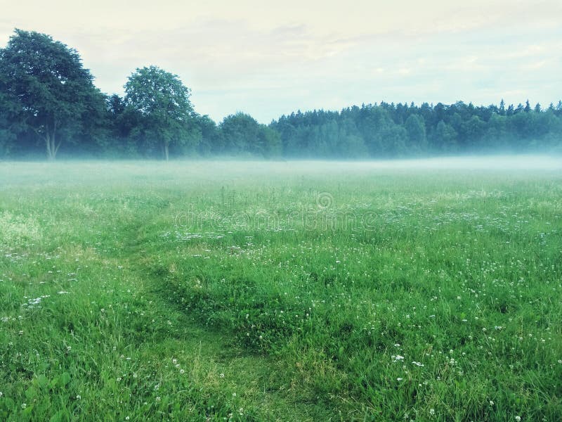 Misty meadow stock photo. Image of morning, sunrise, misty - 78353328