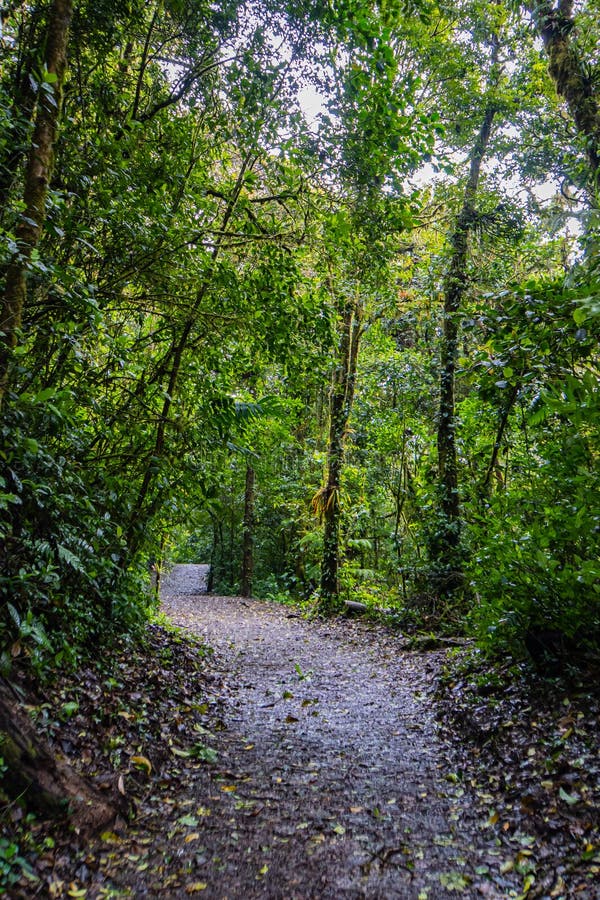 Path on the Monteverde Cloud Forest Biological Reserve Stock Image ...