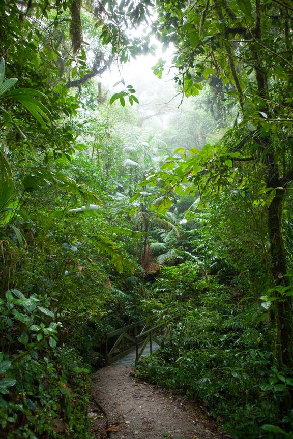 Path in the Monteverde Cloud Forest, Costa Rica Stock Image - Image of ...
