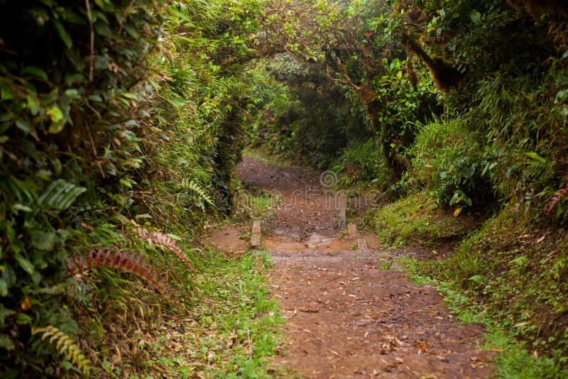 Path in the Monteverde Cloud Forest, Costa Rica Stock Image - Image of ...