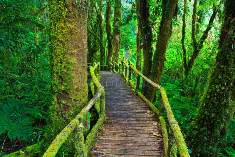 Path with Moss in the Forest Stock Image - Image of asia, beauty: 34280407