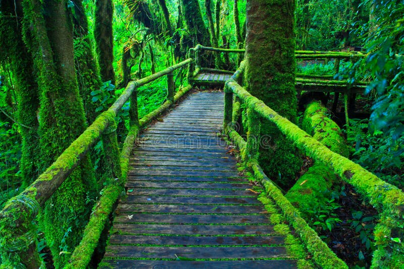 Path with Moss in the Forest Stock Image - Image of green, environment ...