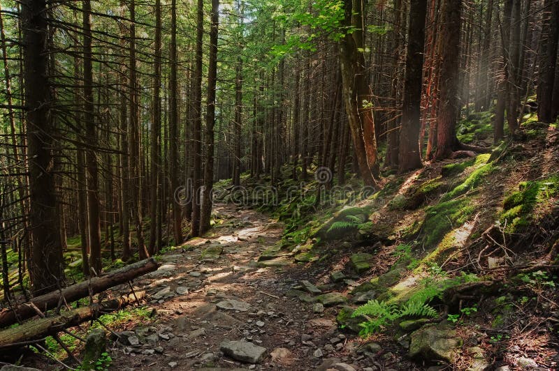 A Path in a Coniferous Dense Forest. Stock Image - Image of coniferous ...