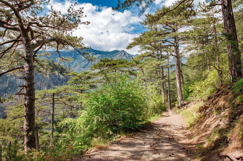 Path in Mountain Coniferous Forest with Pine Trees and Pine Cones Clear ...