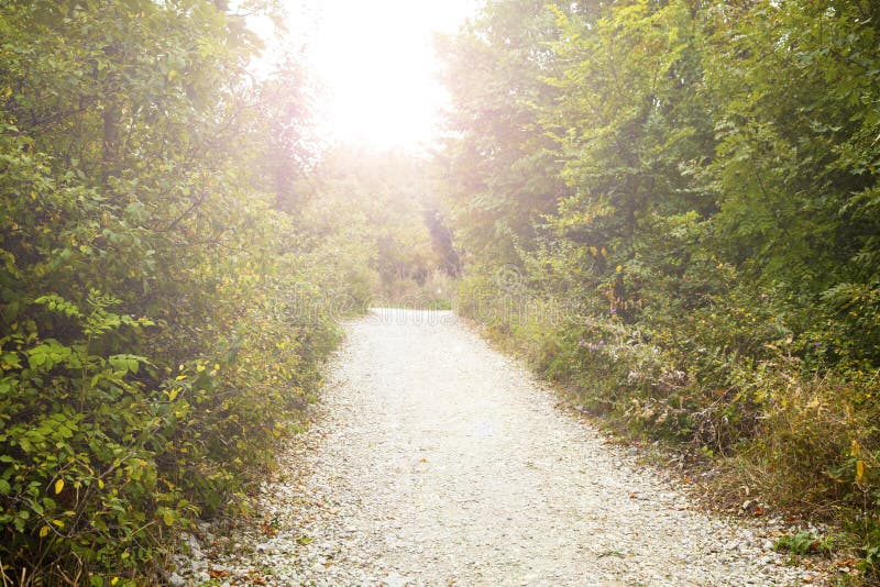 Path in the Mountain Forest Stock Image - Image of hiking, light: 159535727