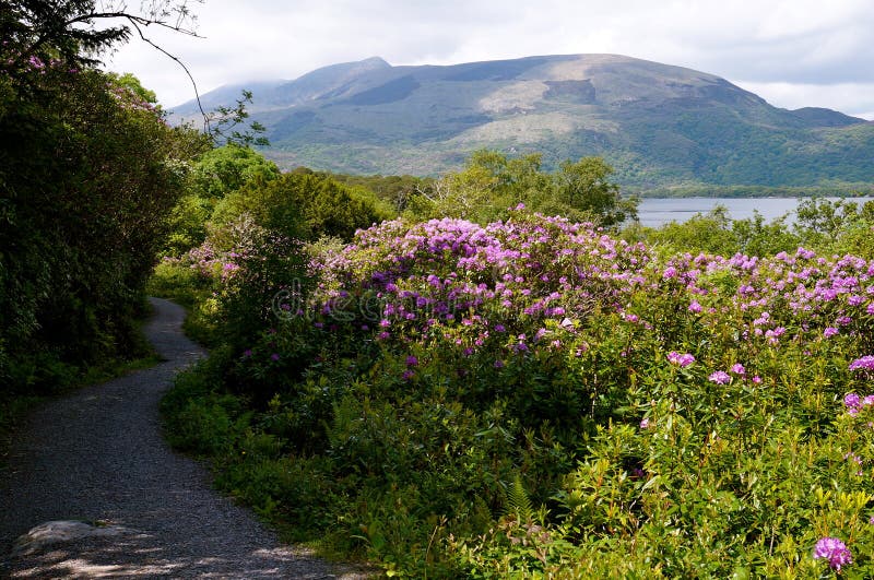 Path on Mountain in Ireland Stock Photo - Image of ireland, failte ...