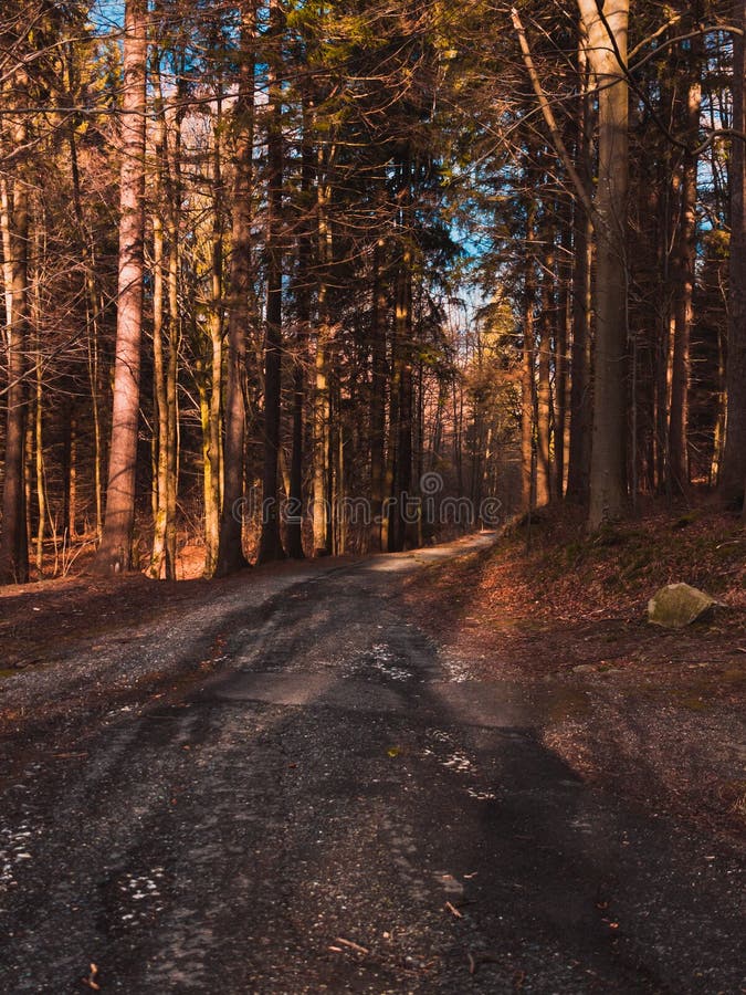 Path in the Mountain Woods with No People Stock Photo - Image of fall ...