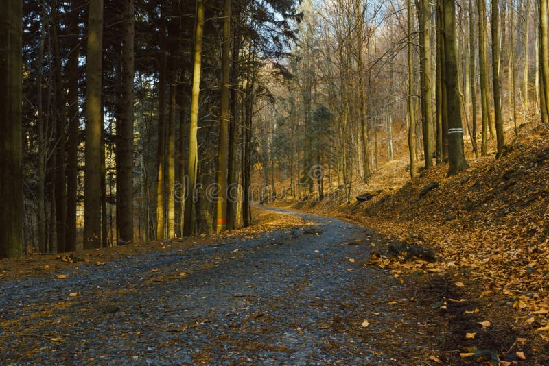 Path in the Mountain Woods with No People Stock Image - Image of ...