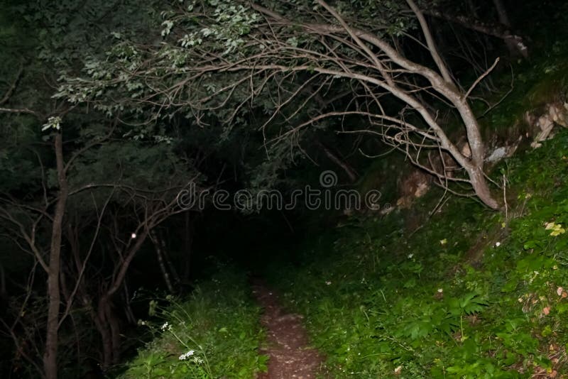 Path in the Mountains in the Dark Forest at Night. Stock Photo - Image ...
