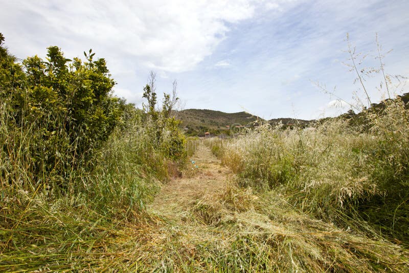 Path Mown through Long Grass Stock Photo - Image of pathway, path: 31842730