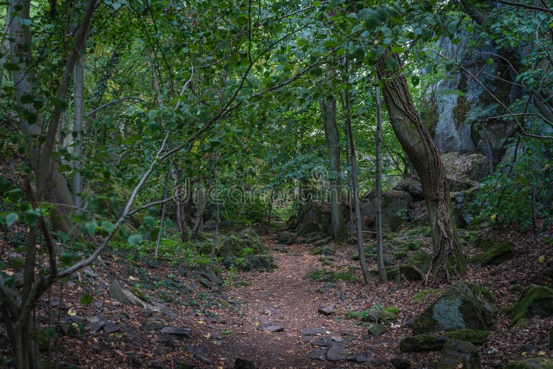 Path through a Mystic Forest Along a Overgrown Rock Wall. Stock Photo ...