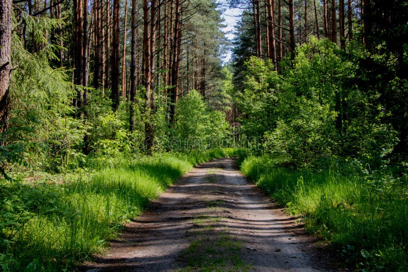 A Path through a Natural Forest of Pine Trees Stock Image - Image of ...