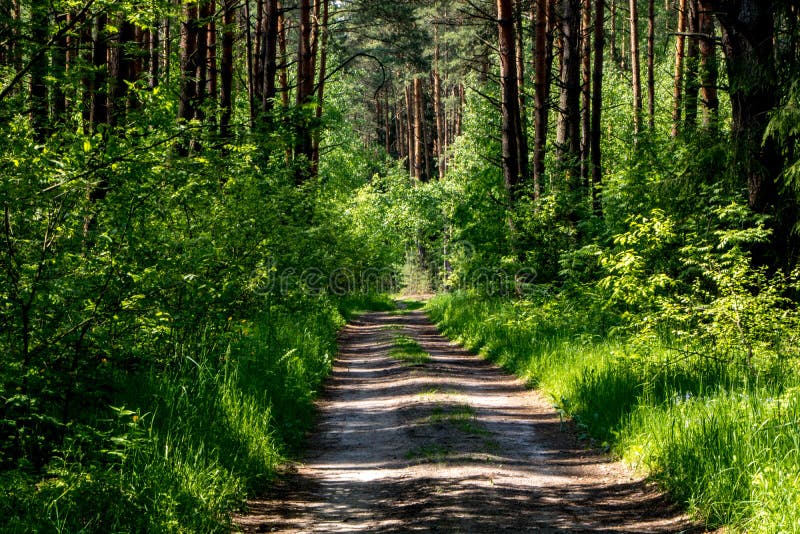 A Path through a Natural Forest of Pine Trees Stock Photo - Image of ...