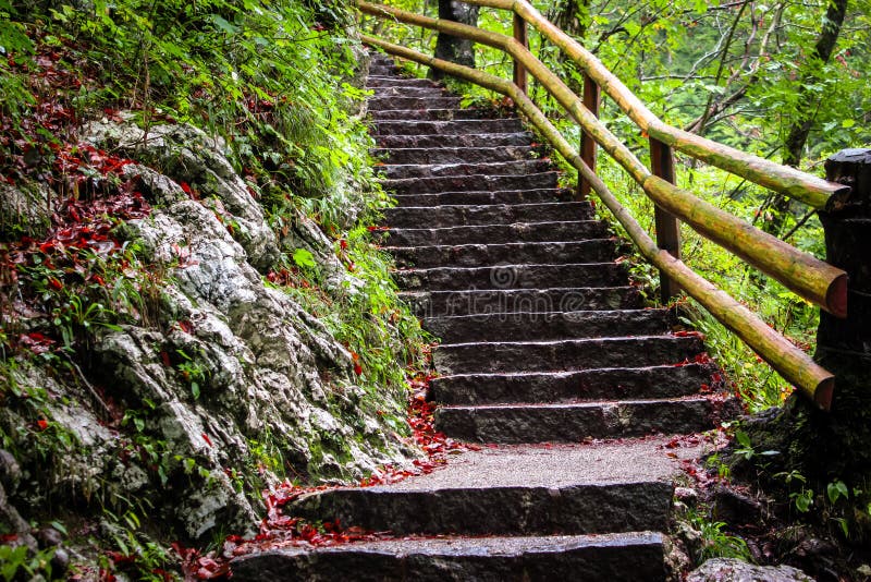 Forest step stairs stock photo. Image of path, beauty - 141677932