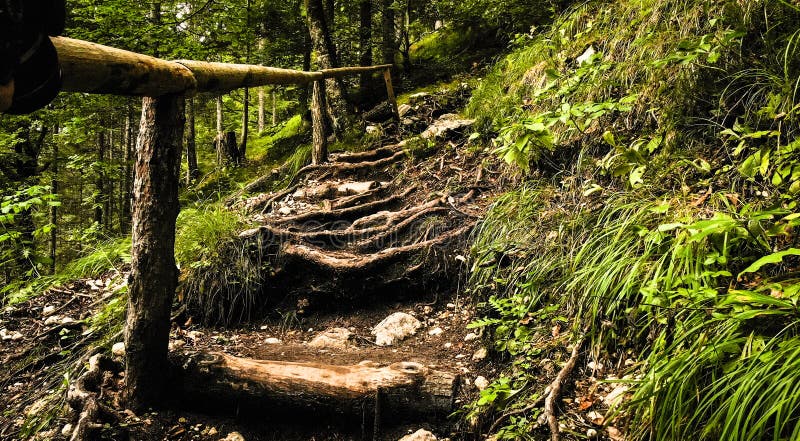 Forest step stairs stock image. Image of forest, park - 141678093