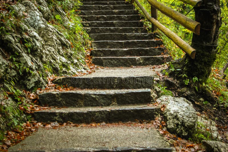 Forest step stairs stock photo. Image of leaves, scenery - 141678264 Forest step stairs stock photo. Image of leaves, scenery - 141678264