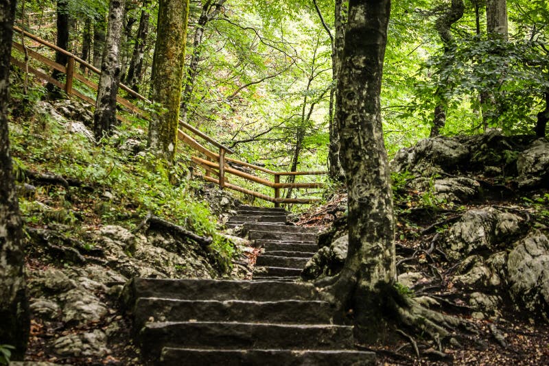 Forest step stairs stock photo. Image of beautiful, scenic - 141678342