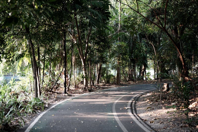 Path in Natural Urban Garden Forest Green Tree Leafy Plants View Stock ...