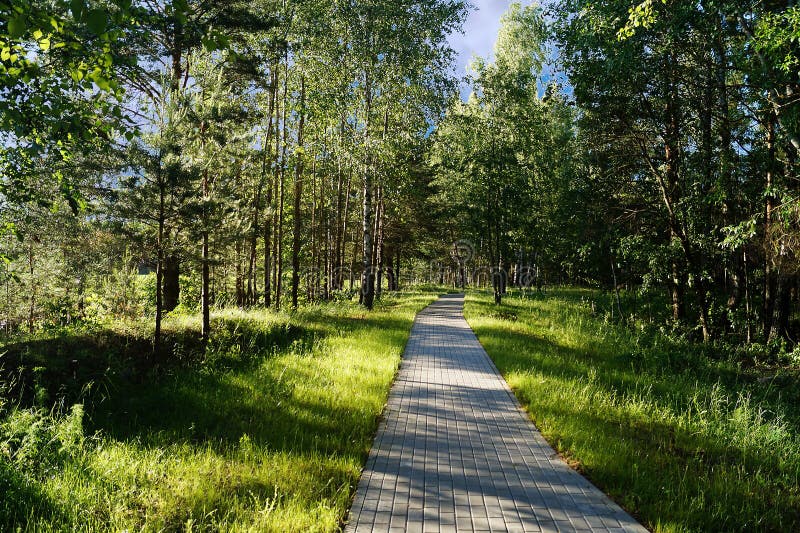 Path, Vegetation, Nature Reserve, Ecosystem Picture. Image: 120411587