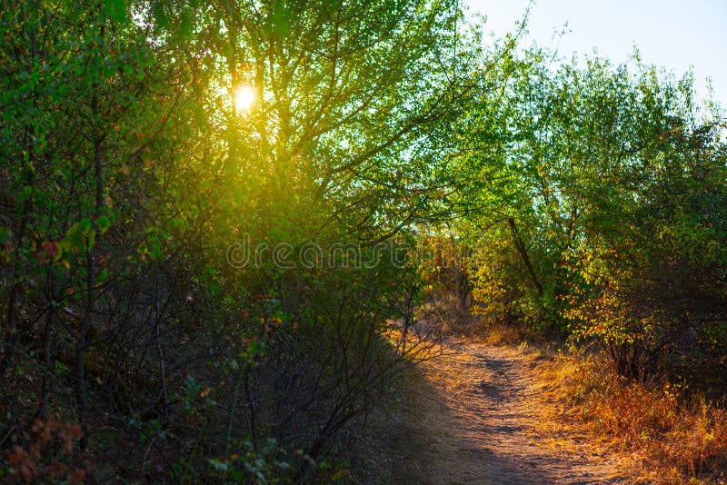 Path in nature stock photo. Image of shadow, idyllic - 253144048
