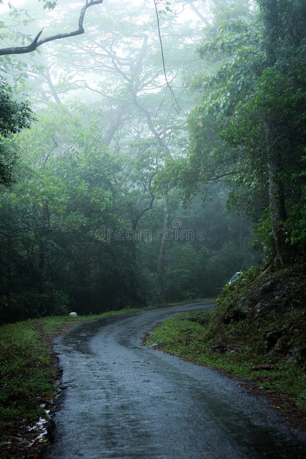 Path through Nature. Misty Morning Stock Photo - Image of nature, mist ...