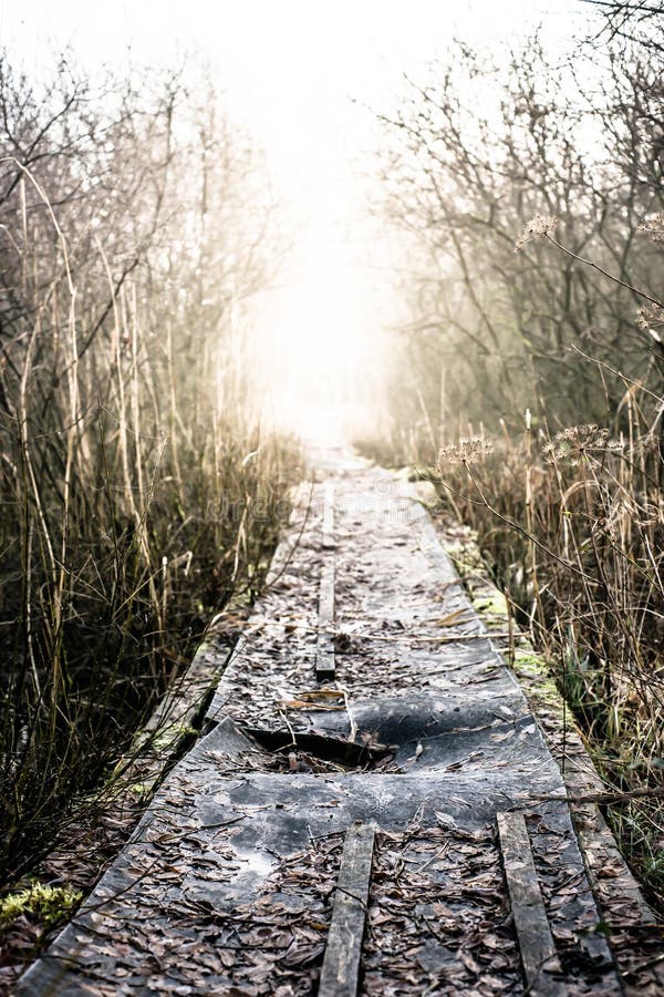 Path in nature stock photo. Image of dusk, field, park - 36345502
