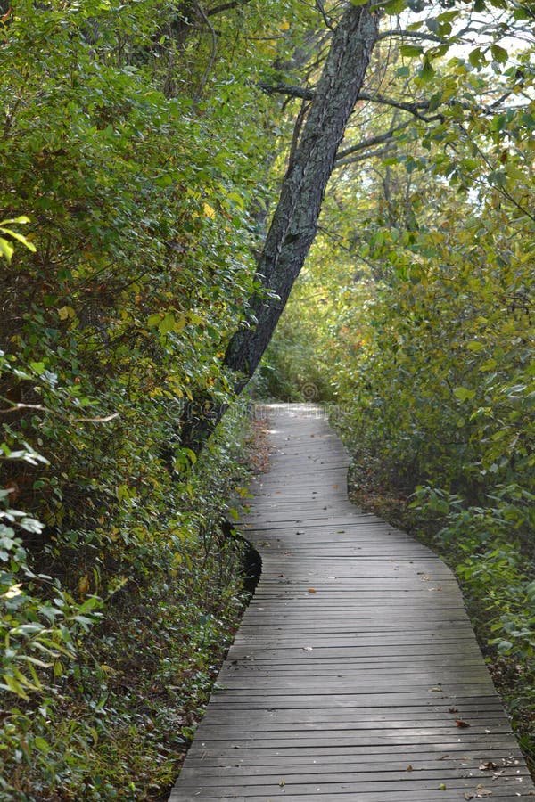 Path, Nature, Woodland, Leaf Picture. Image: 113241621
