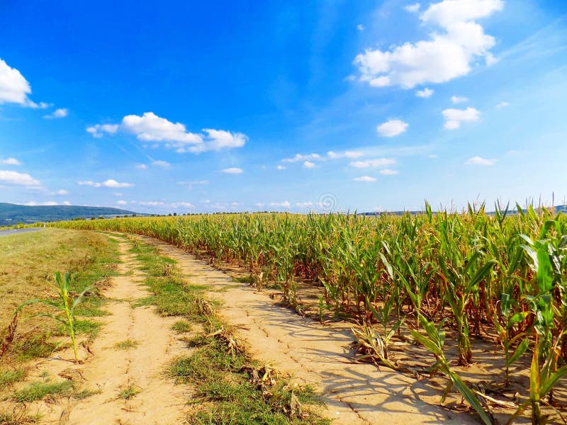 Path near corn field stock image. Image of path, organic - 66088145