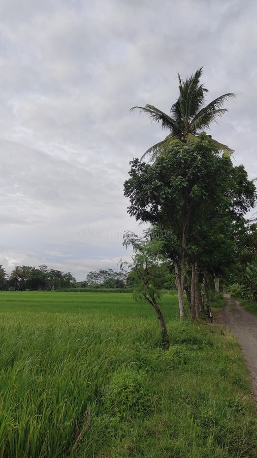 Path near the paddy field stock image. Image of waterway - 210982463