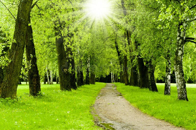 Path stock photo. Image of scenery, dream, bright, leaf - 31110598