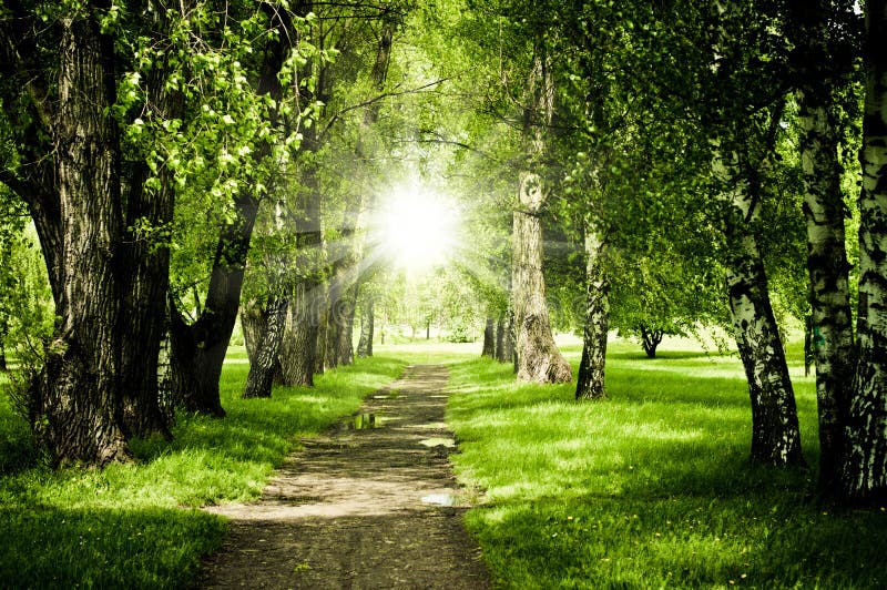 Path stock photo. Image of outdoor, bright, green, plant - 32600544