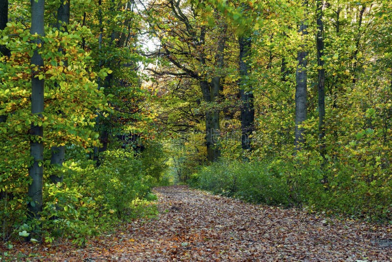 Path through the Oak Forest Stock Photo - Image of natural, path: 58584960