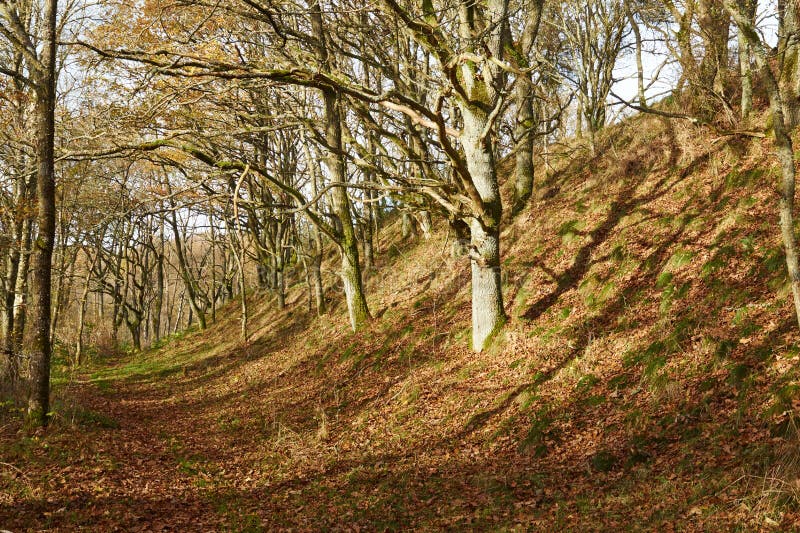 Path between Oak Trees in the Forest at Flyndersoe, Denmark Stock Photo ...