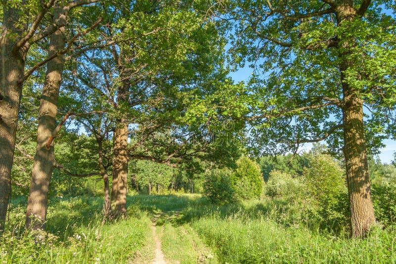 The Path through the Oak Trees, Summer Forest Stock Photo - Image of ...