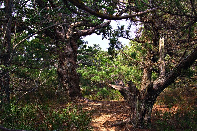 Juniper forest stock photo. Image of sanober, mountains - 87673448