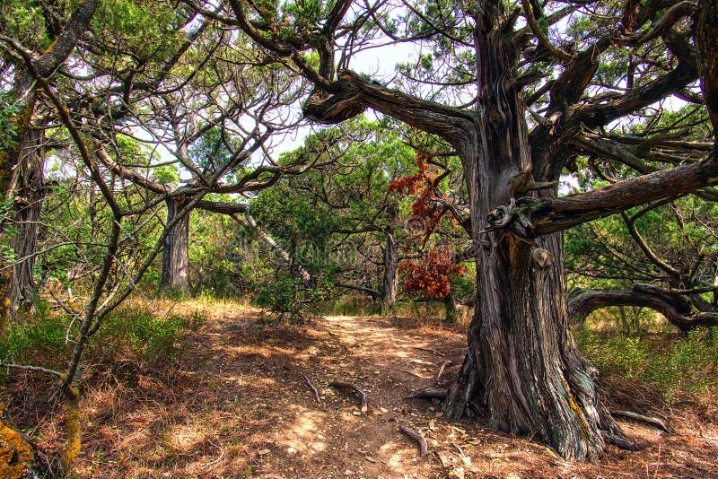 Juniper forest stock photo. Image of sanober, mountains - 87673448