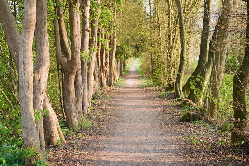 Path through Old Trees Alley at Springtime Stock Photo - Image of bark ...