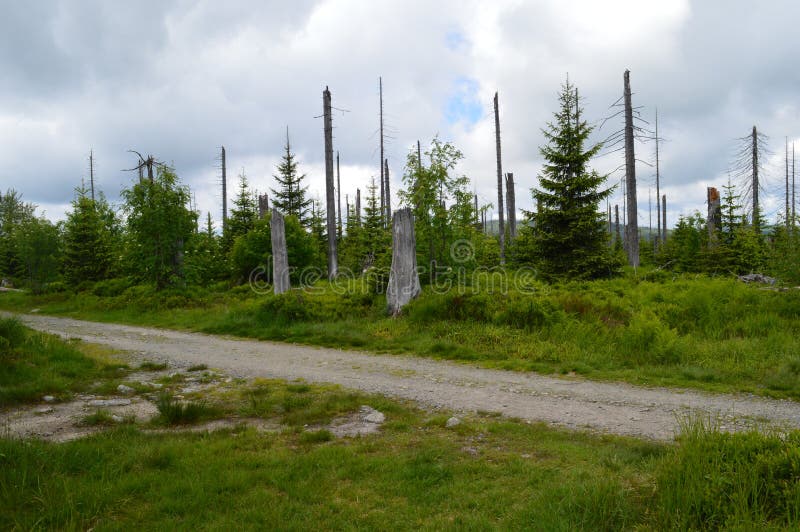 Path and old trees stock image. Image of detail, hike - 122216689