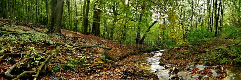 Green forest stock image. Image of evergreen, habit - 187688853