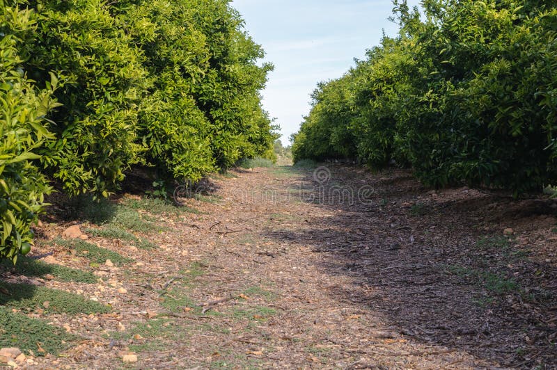 The Path between the Orange Bushes Stock Photo - Image of agriculture ...
