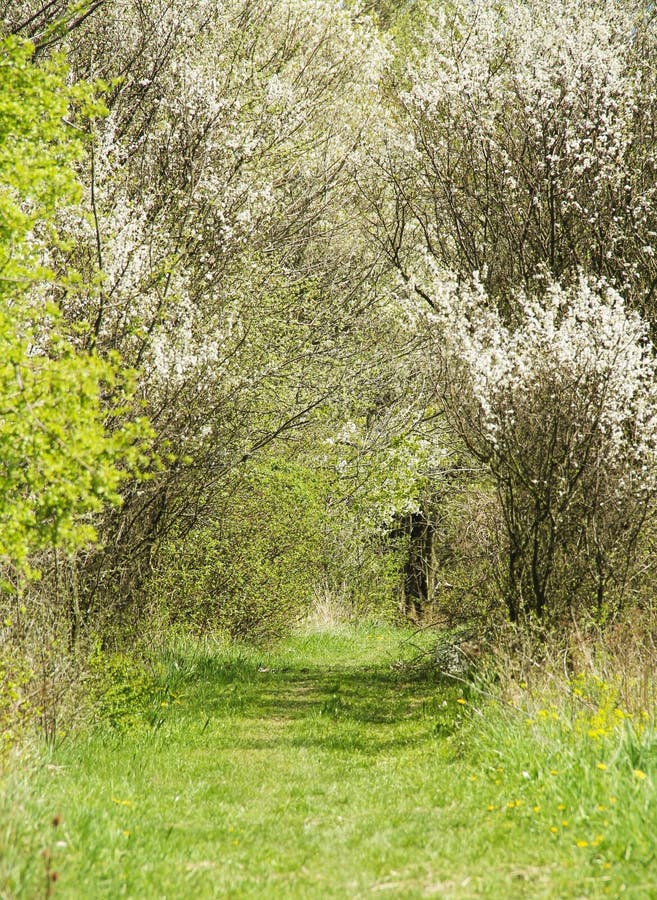 Path in the orchard stock image. Image of country, vegetation - 70691911