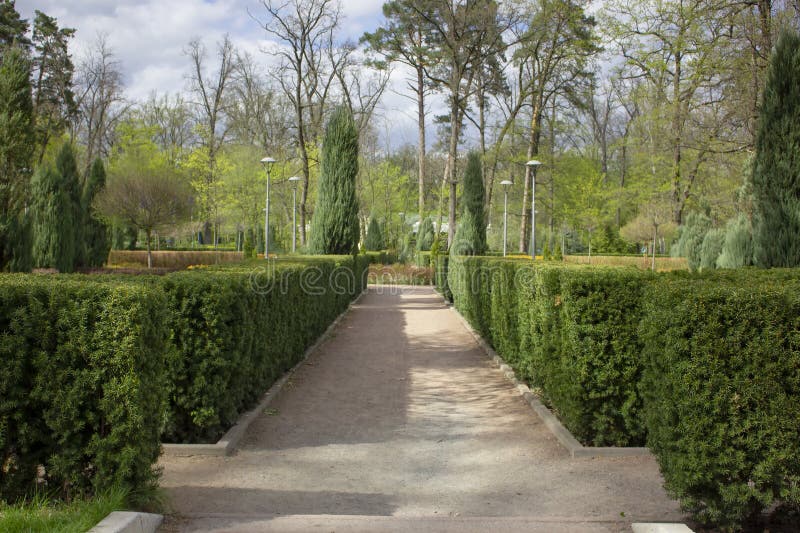 Path of Ornamental Shrubs in the Park Stock Photo - Image of bushes ...