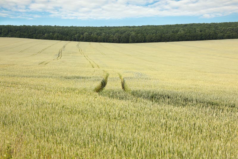 Path over corn field stock image. Image of plant, agrarian - 50859945